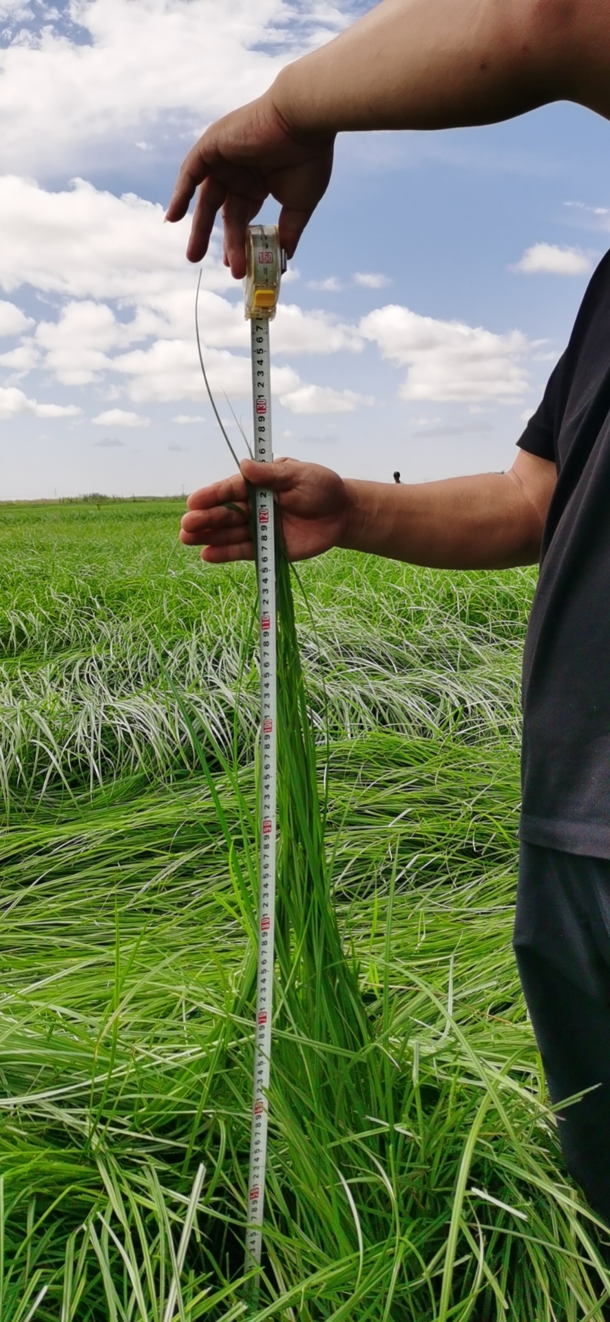 Green Production of Chufa Oil: Sustainable Practices from Planting to ...